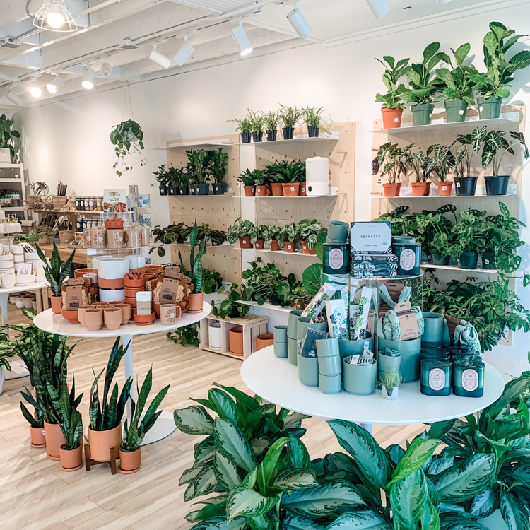 Plant Gift Shop in DeWitt Michigan - Lansing Area – The Plant Studio at ...